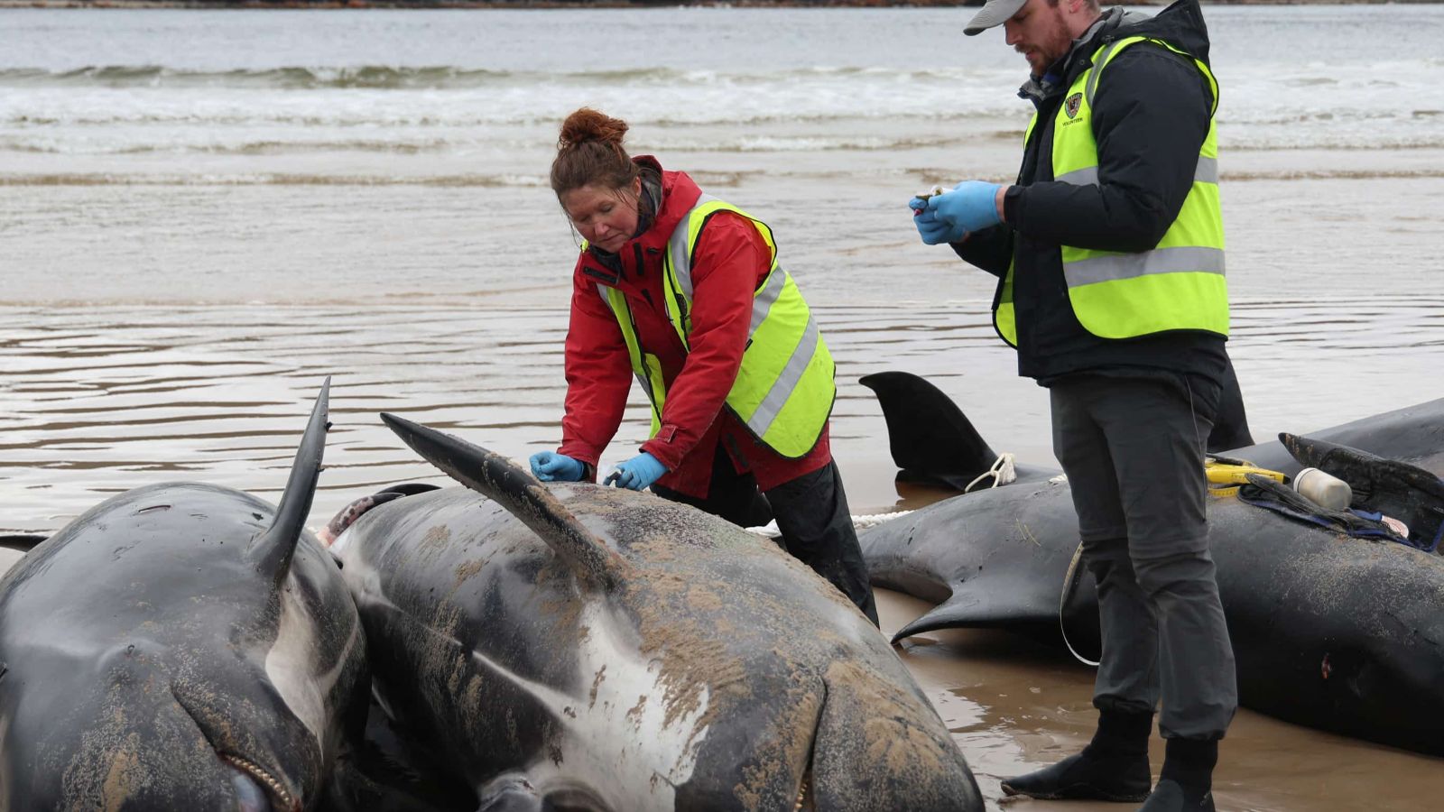 Verity - Australia: 90 Stranded Whales at Arthur River Face Euthanasia