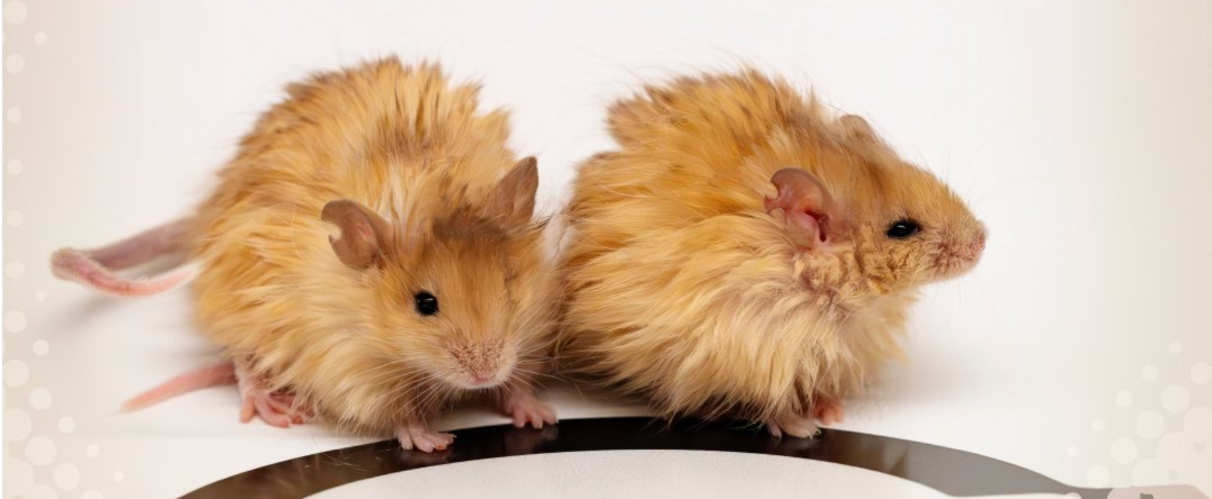 Verity - Scientists Create 'Woolly Mouse' Using Mammoth Genes