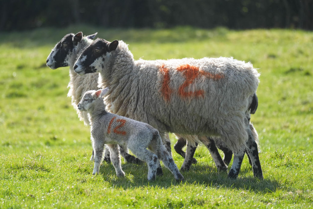 Verity - World's First Bird Flu Case in Sheep Detected in UK