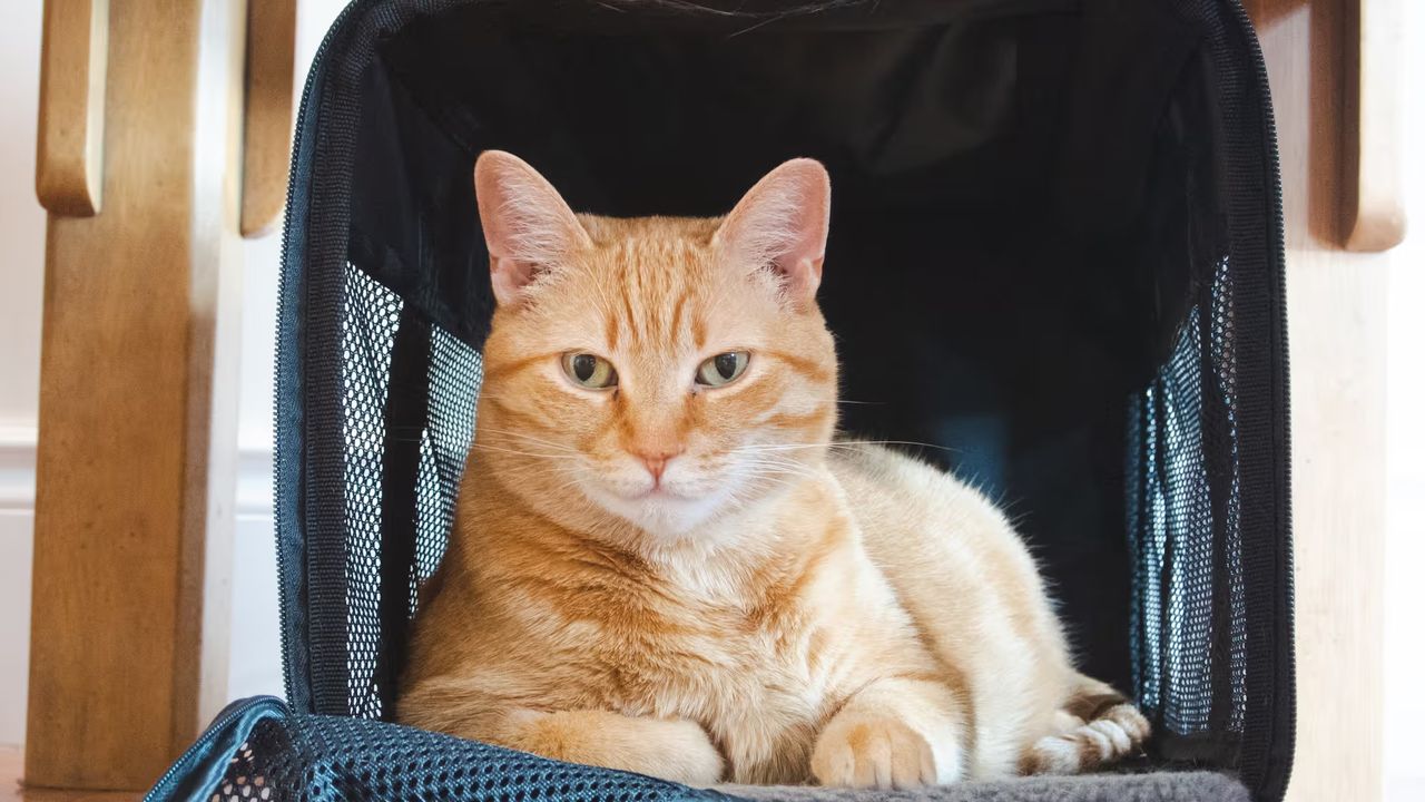 Verity - Researchers Identify Gene Mutation Behind Orange Fur in Cats