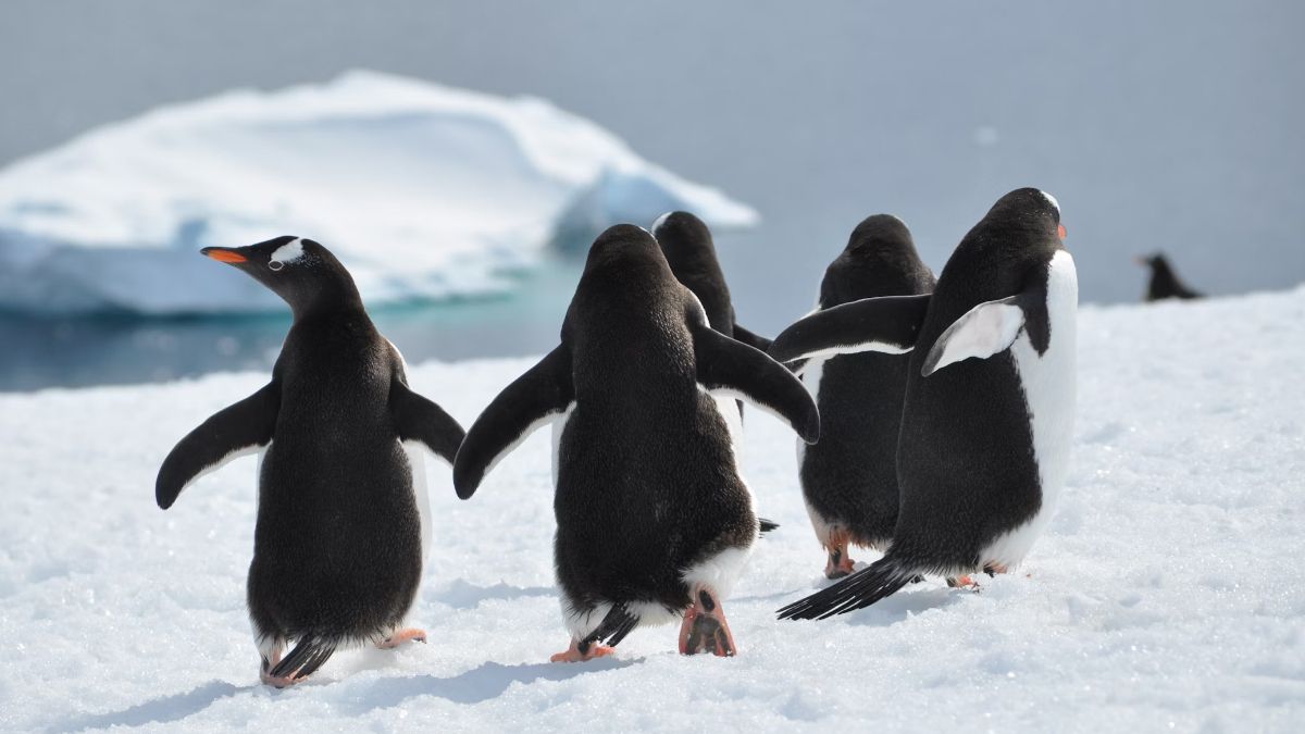 Verity - Study: Penguin Droppings May Be Seeding Clouds in Antarctica