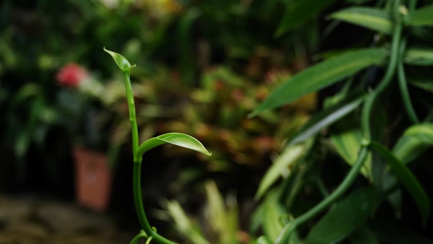 Verity - Scientists Engineer Plants to Capture More Carbon