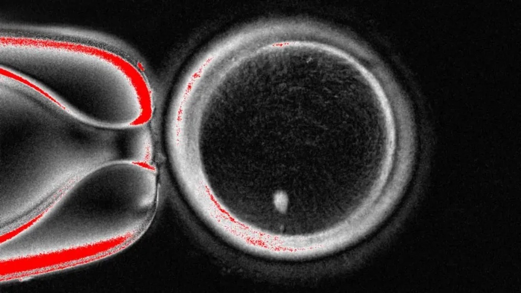 Verity - Scientists Create Human Eggs From Skin Cells for First Time