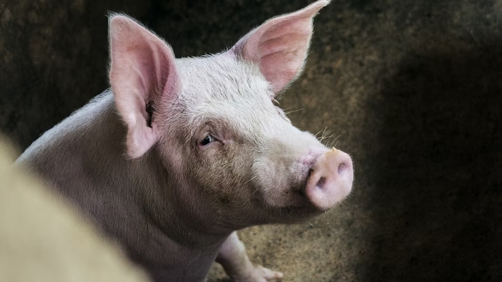 Verity - Surgeons Perform World's First Pig-to-Human Liver Transplant