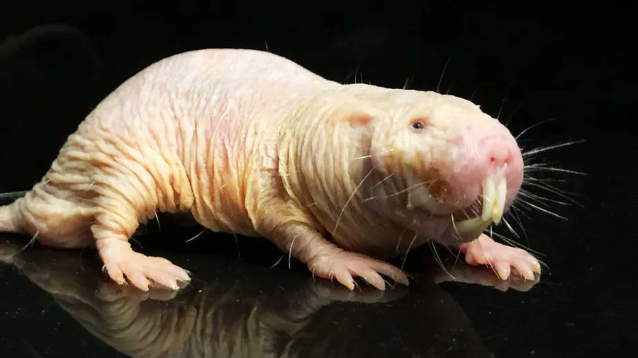 Verity - Study: Naked Mole-Rat Gene Extends Lifespan in Lab Animals