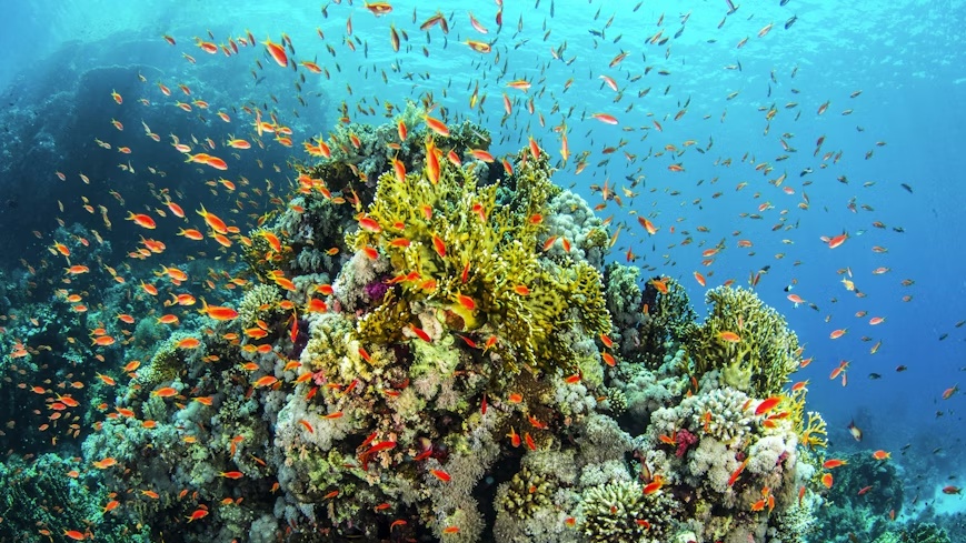 Verity - Report: Earth Hits First Climate Tipping Point as Coral Reefs ...