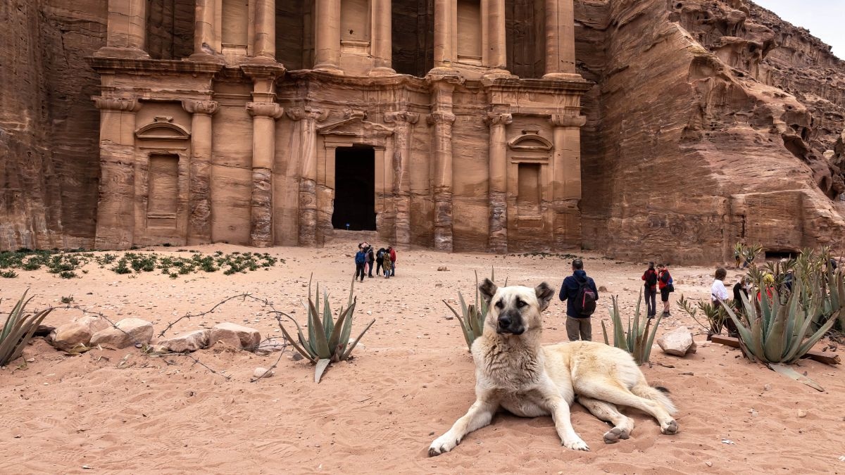 Verity - Study: Dog Breeds Emerged 11K Years Ago