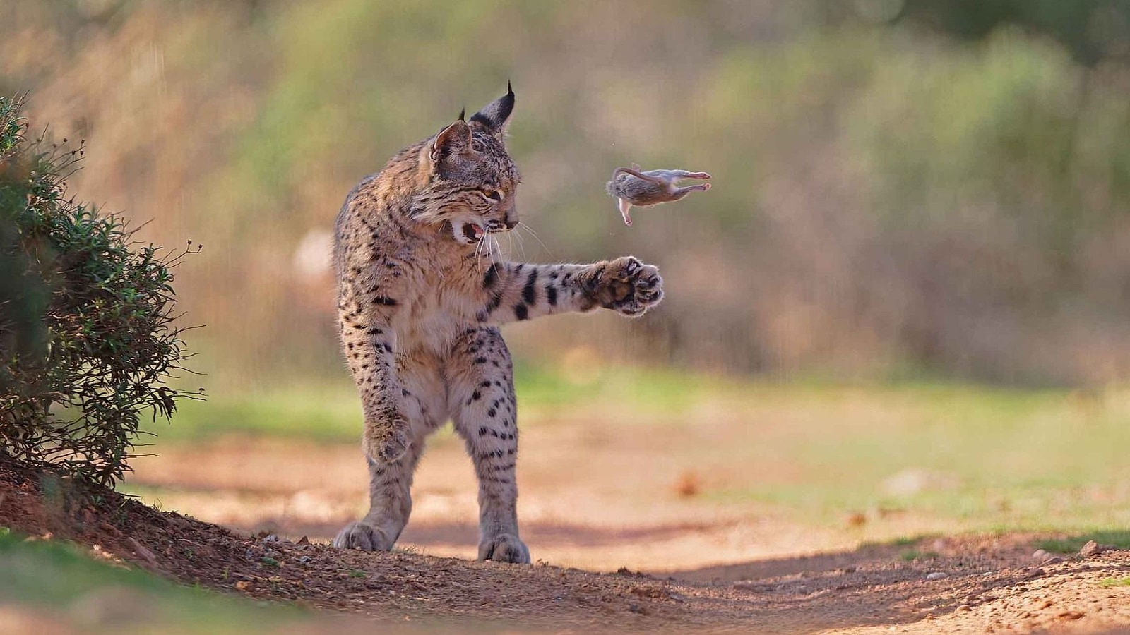 Verity - Lynx Photo Wins 2026 Wildlife Photographer People's Choice