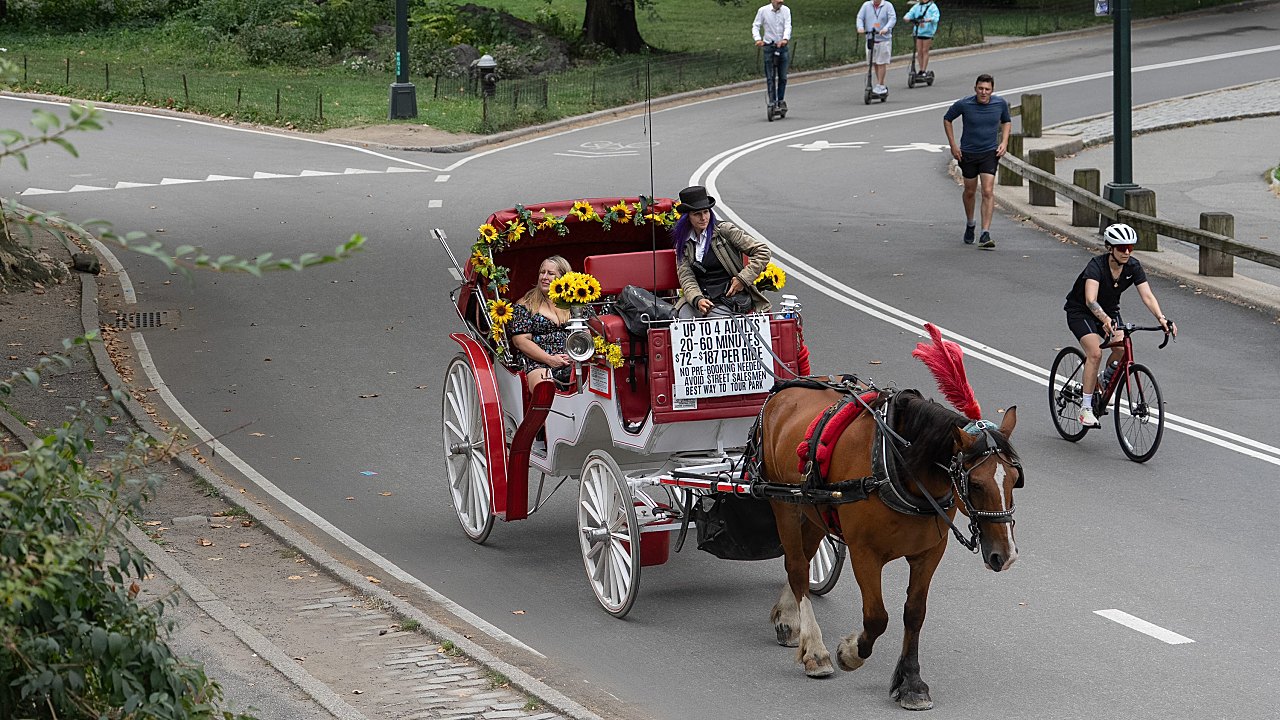 Verity - NYC Mayor Backs Carriage Ban After Horse Dies in Park